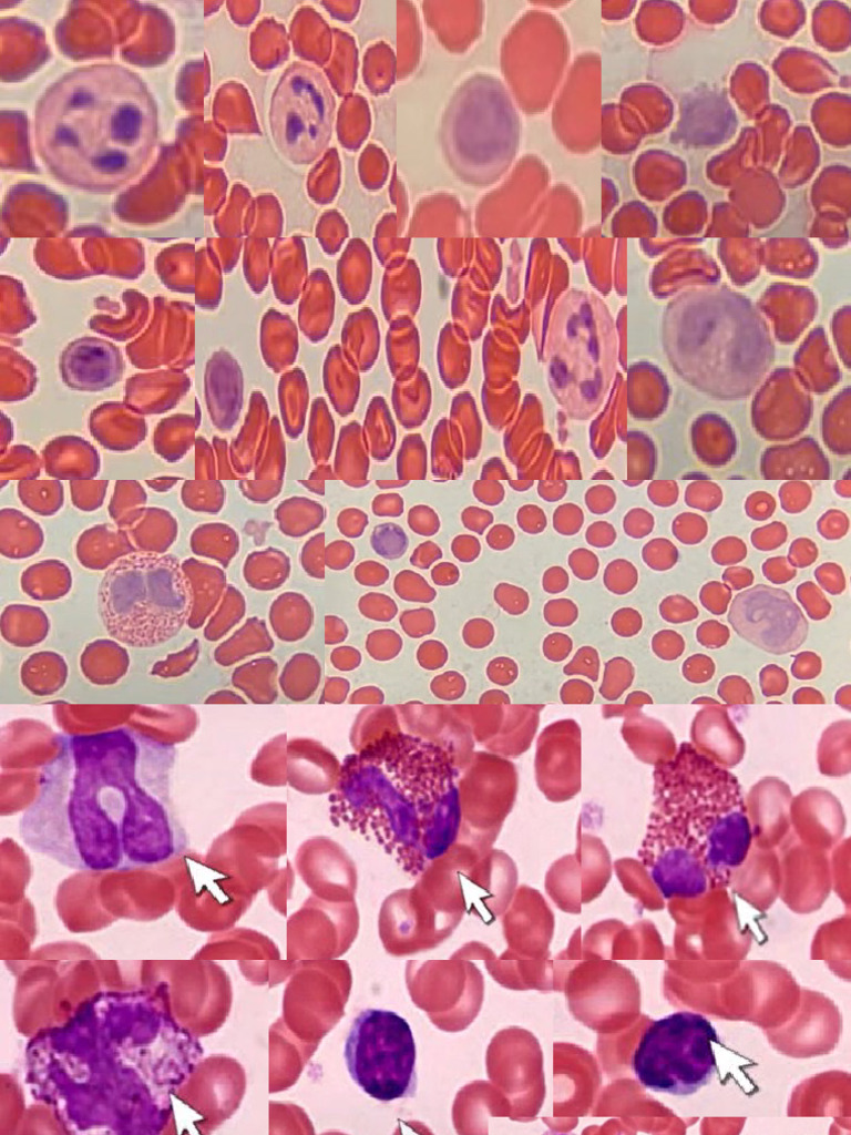 Identificacion de Celulas | PDF