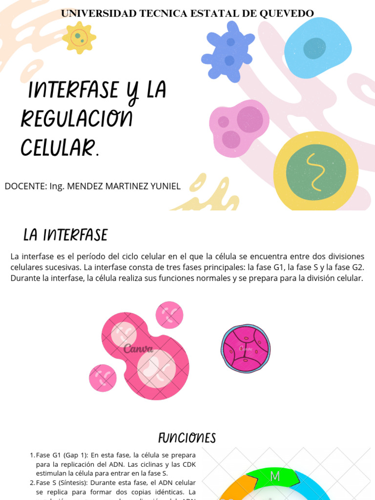 Interfase Biologia | PDF | Ciclo celular | Biología Celular