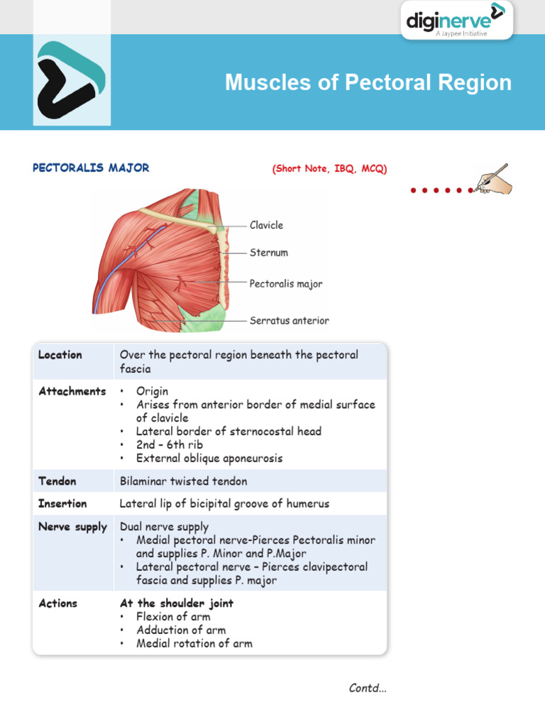 Muscles of pectoral region | PDF | Arm | Shoulder
