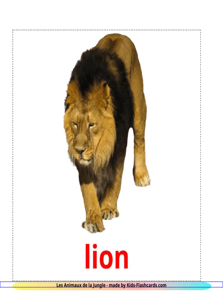 Jungle Animals Flashcards in French | PDF
