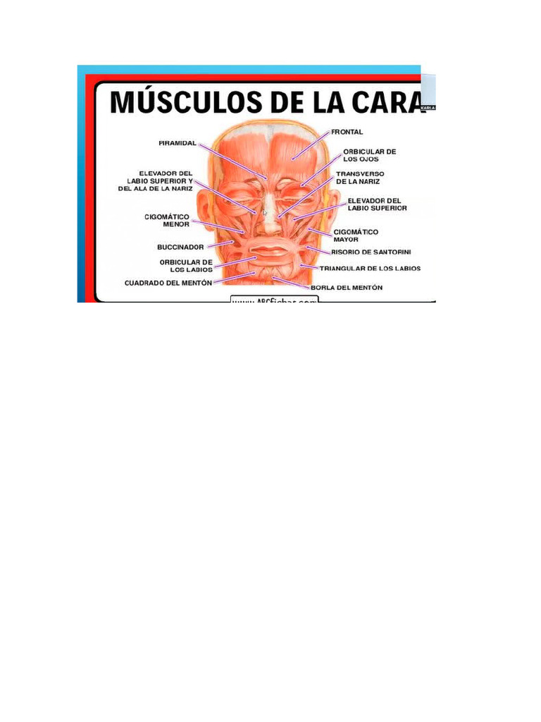 Musculos de La Cara | PDF