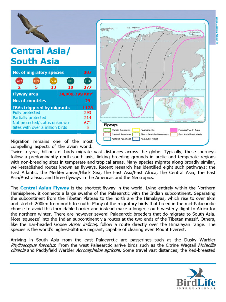 7 Central Asia Factsheet | PDF | Bird Migration | Holarctic Birds