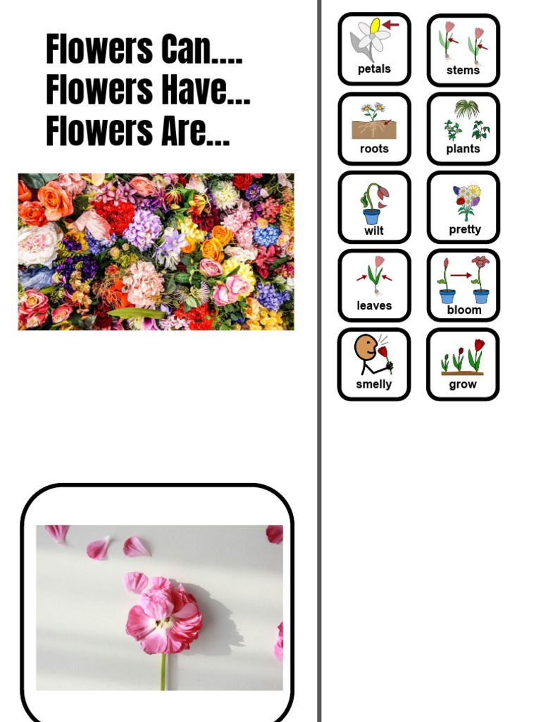 Exploring Flower Characteristics | PDF
