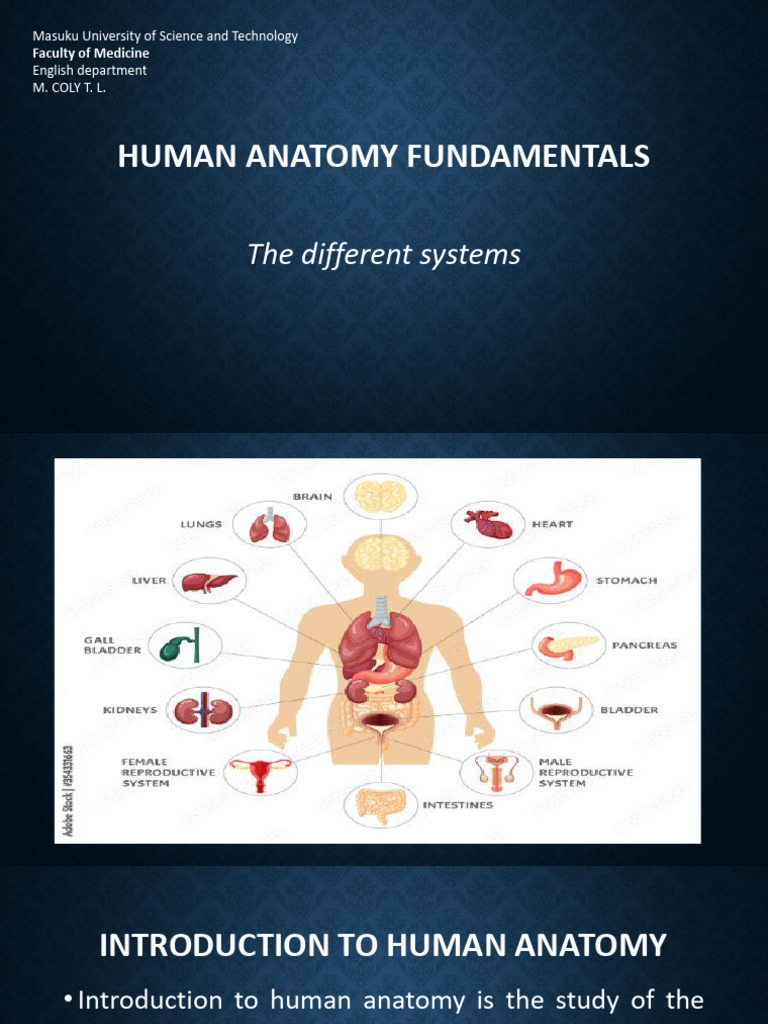Human Anatomy Overview and Systems | PDF | Human Body | Muscle