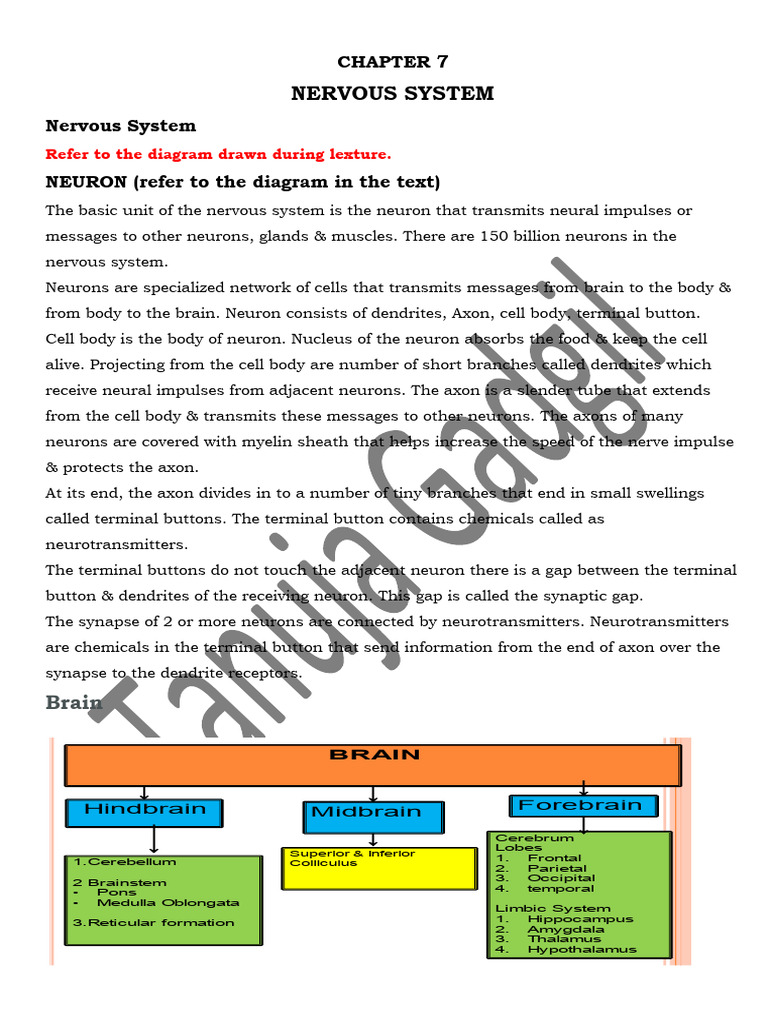 CHAPTER 7 Nervous System | PDF | Neuron | Axon