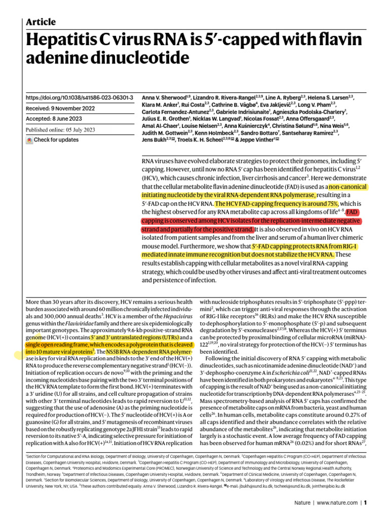 Hepatitis C Virus RNA Is 5 - Capped With Flavin Adenine Dinucleotide - 2023 | PDF | Hepatitis C ...