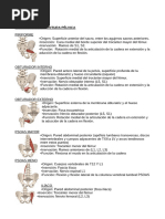 Anatomía de los Músculos del Muslo | PDF | Anatomía del miembro ...
