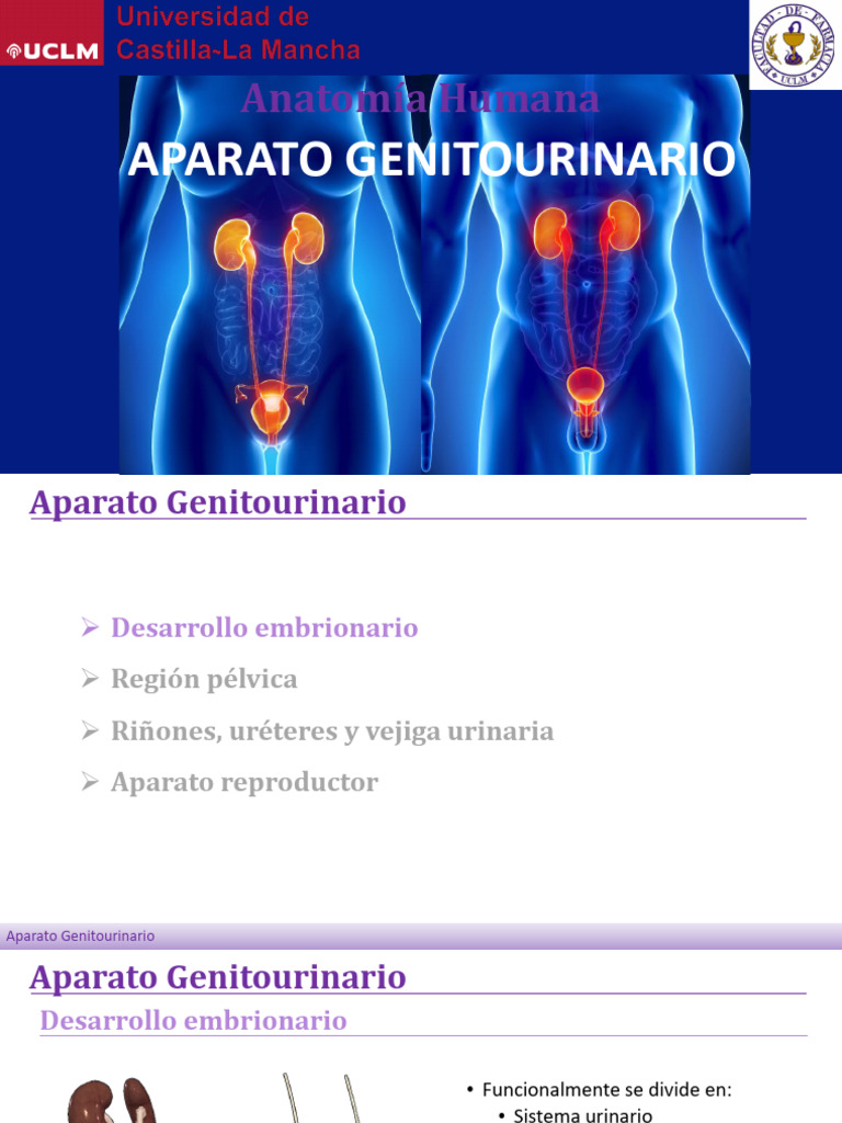 Aparato Genitourinario - 2024 - 25 Corregida Tema 7 | PDF | Sistema ...