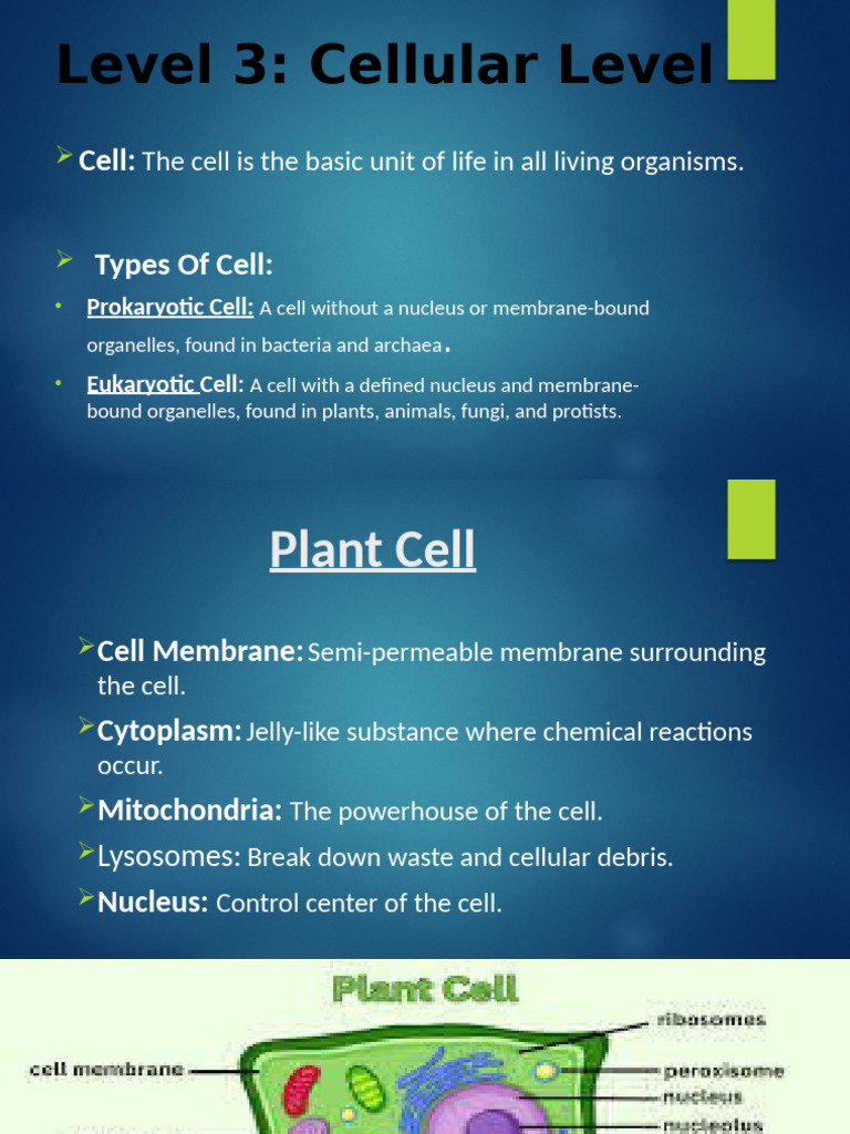 Level of Organization | PDF | Tissue (Biology) | Cell (Biology)