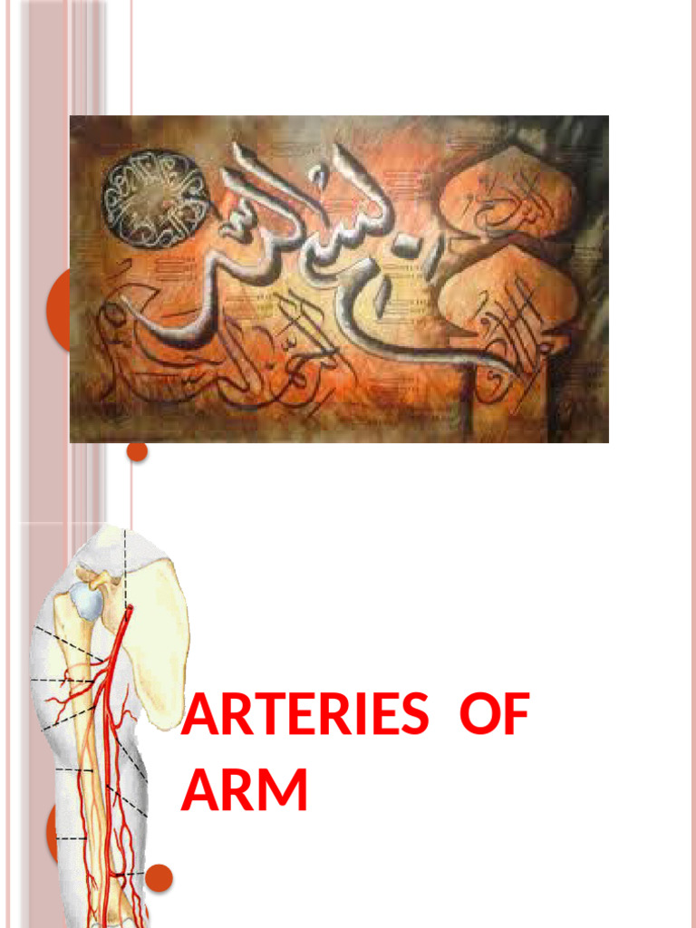 arm ppt | PDF | Arm | Elbow