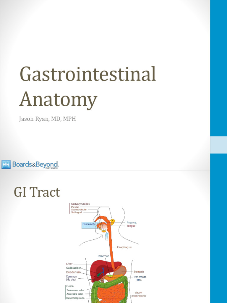 Gastrointestinal Anatomy atf | PDF | Peritoneum | Large Intestine