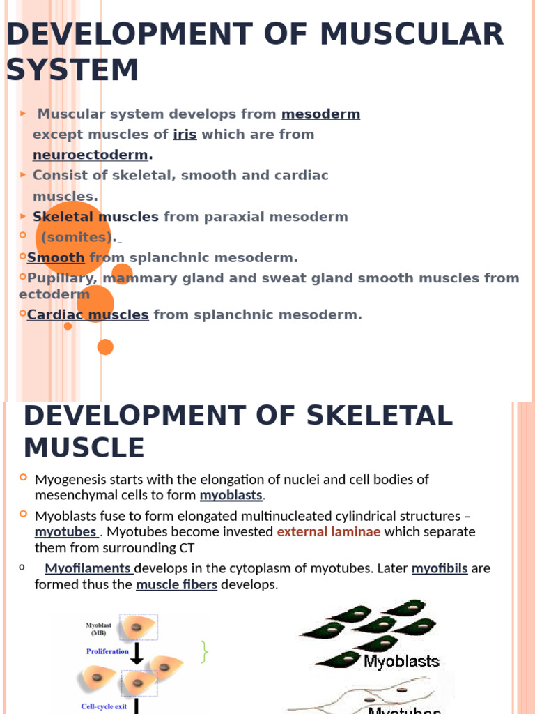 Development of Muscular System - Emb | PDF | Muscle | Skeletal Muscle