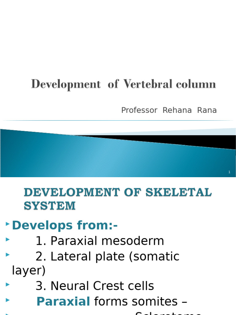 Development of Vertebral Column | PDF | Vertebra | Vertebral Column