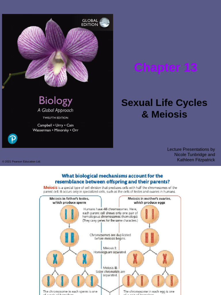 CH13 - Sexual Life Cycles Meiosis - 12th Edn | PDF | Meiosis | Ploidy