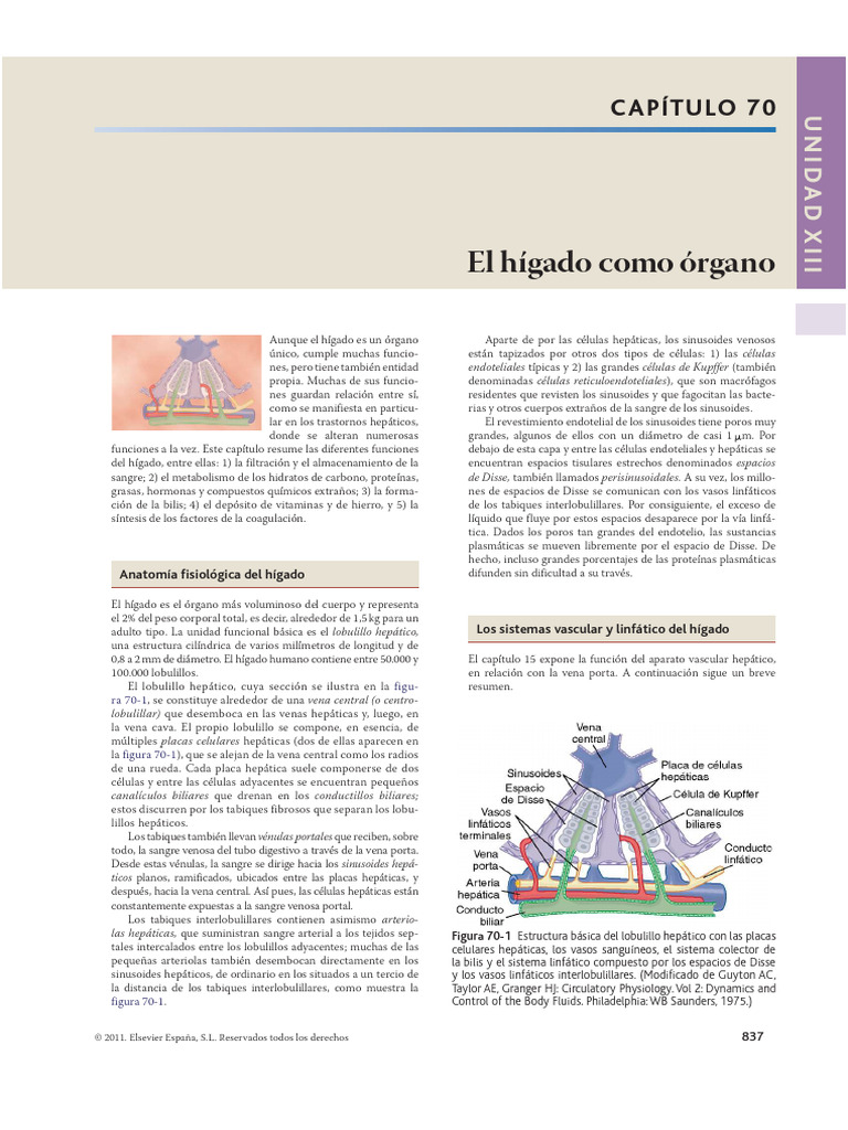 Capítulo 70 - El Higado Como Órgano | PDF | Hígado | Metabolismo