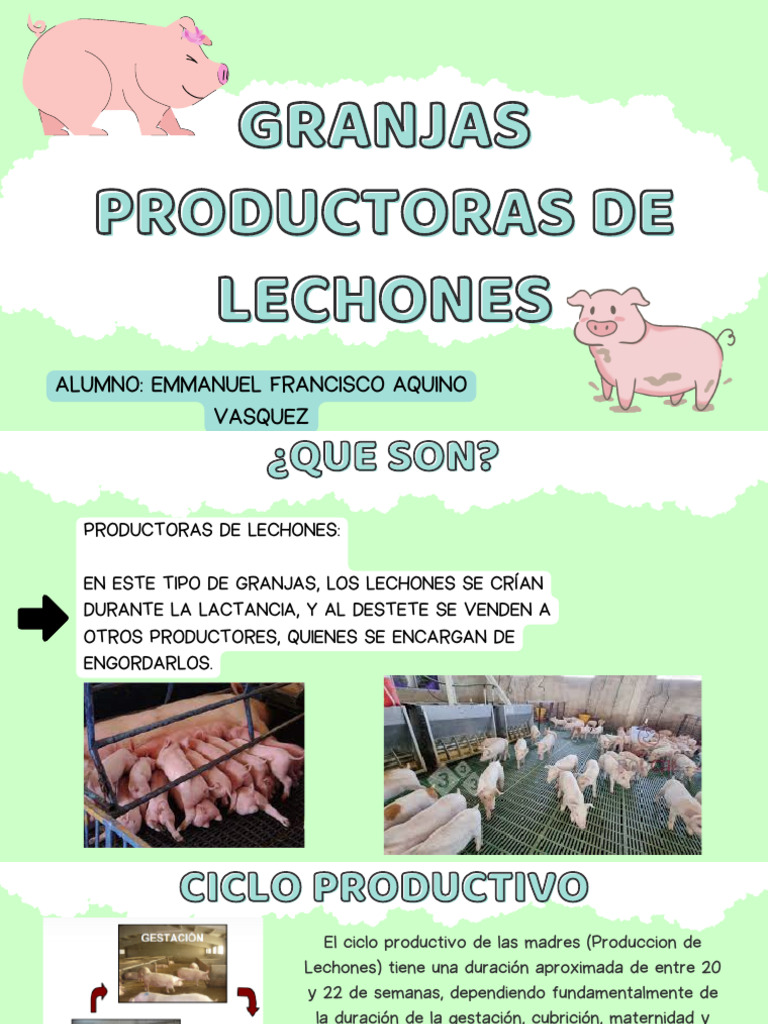 Granjas Productoras de Lechones | PDF