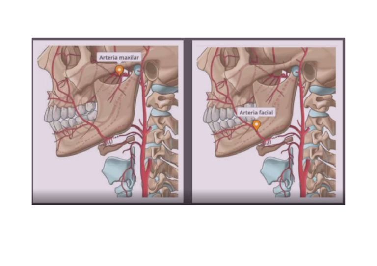 ARTERIA MAXILAR Y FACIAL | PDF
