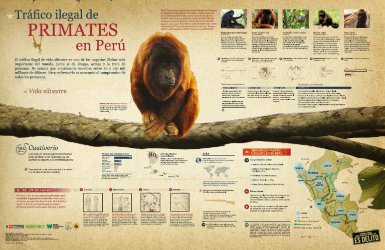Infografia Primates (1) | PDF