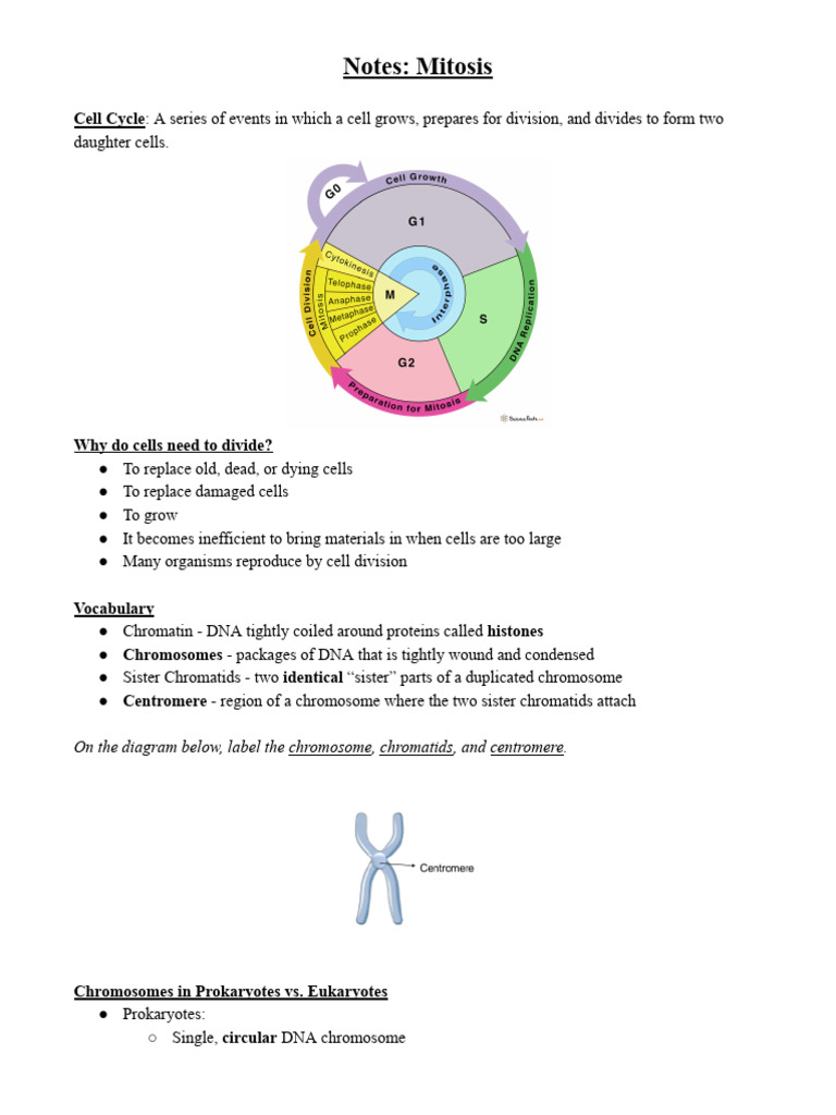 Mitosis and Cell Division Guide | PDF | Mitosis | Chromosome