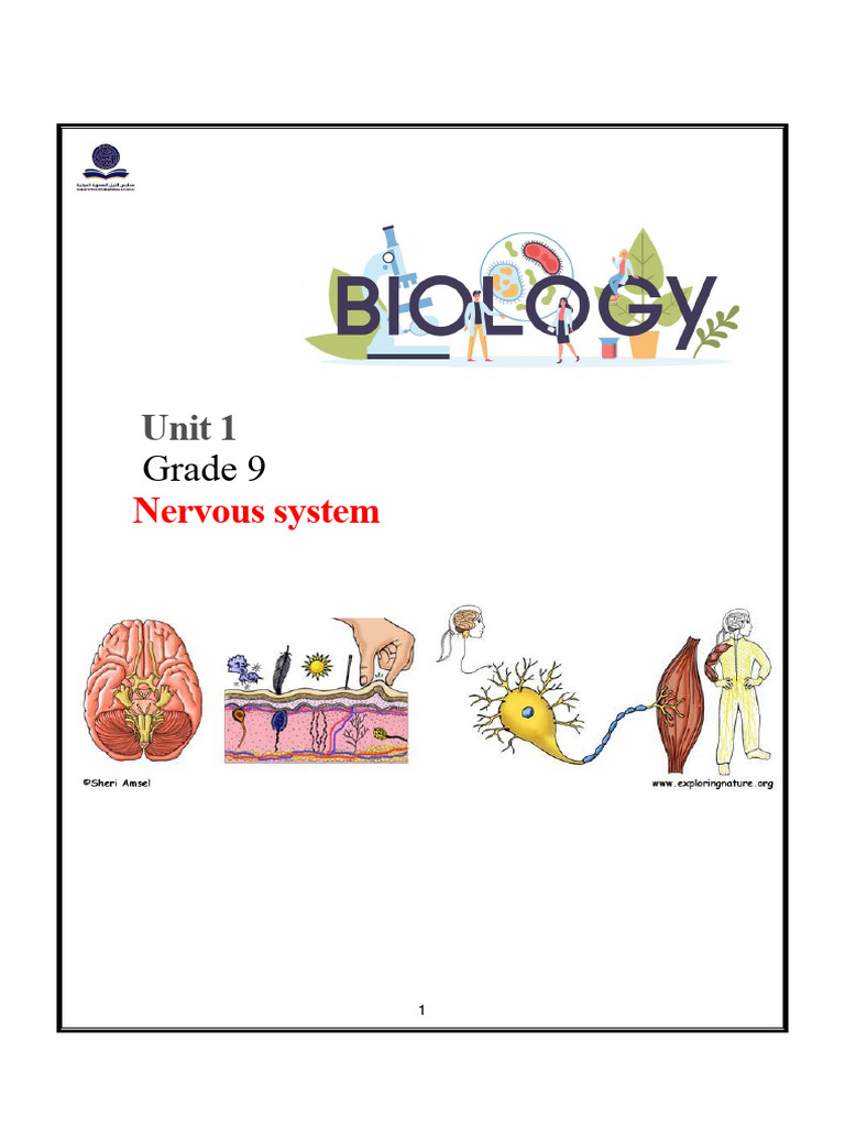 Grade 9 Nervous System Overview | PDF | Chemical Synapse | Nervous System