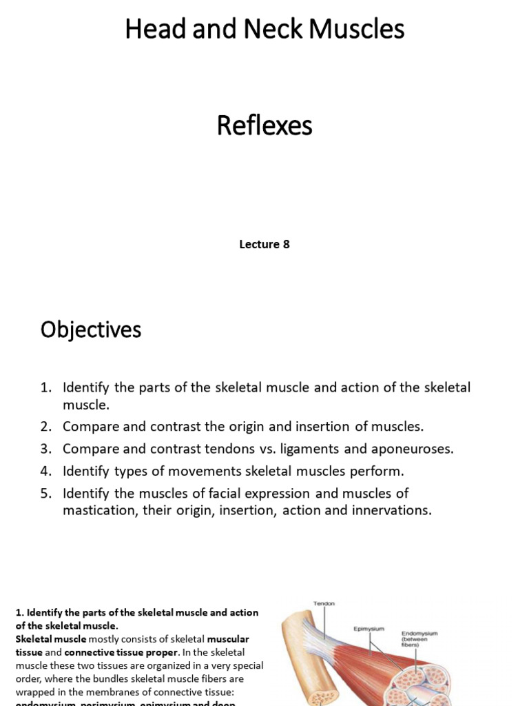 Lecture 8. Head and Neck Muscles. Reflexes | PDF | Motor Neuron ...