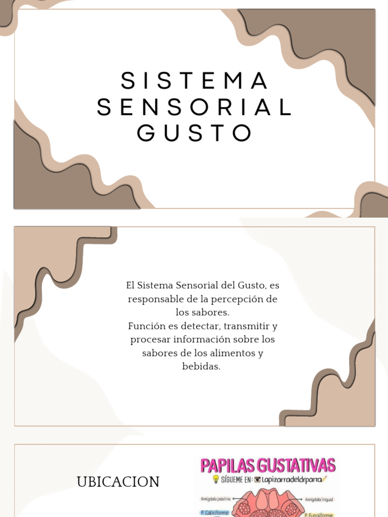 SISTEMA SENSORIAL GUSTO | PDF