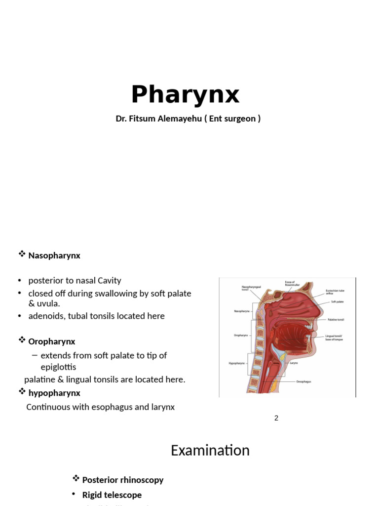 Pharynx For Hos | PDF