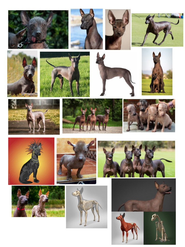 El Xoloitzcuintle | PDF