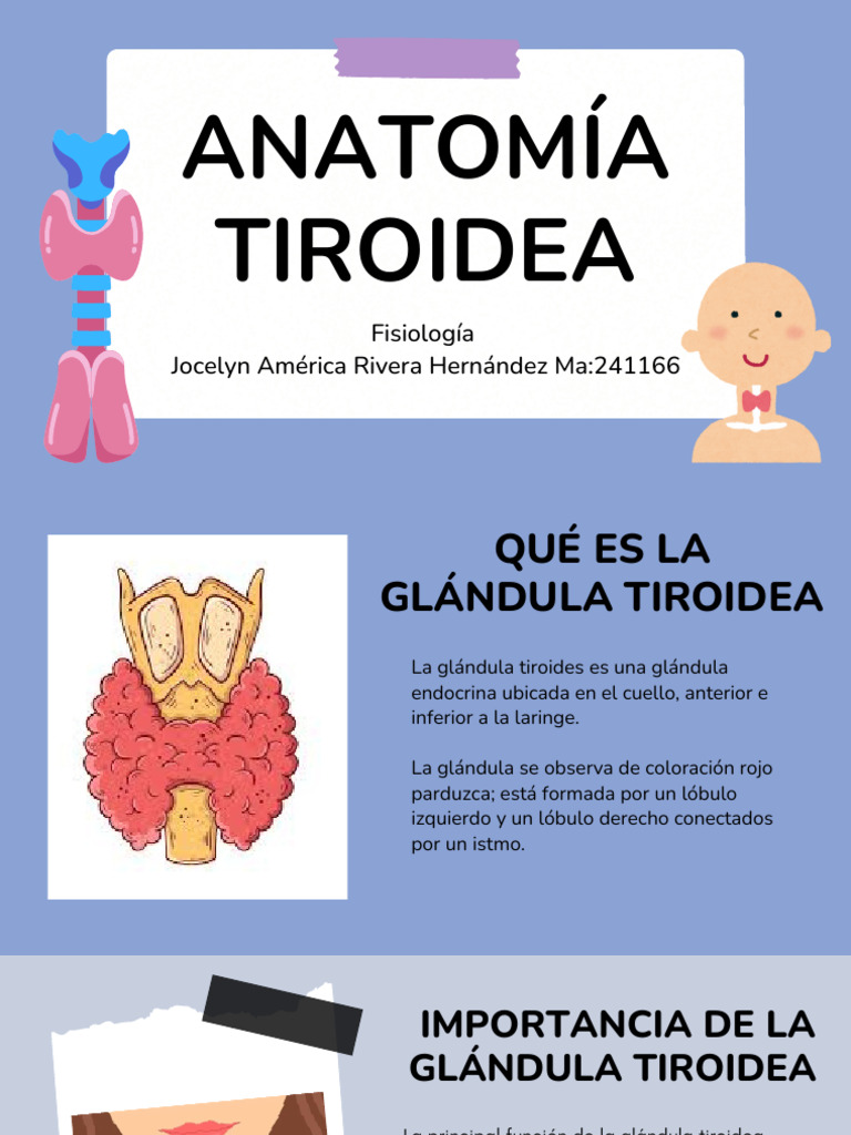 Anatomía y Funciones de la Tiroides | PDF | Tiroides | Glándulas