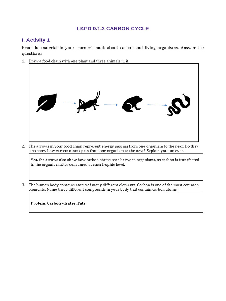 Understanding the Carbon Cycle Activities | PDF | Photosynthesis ...