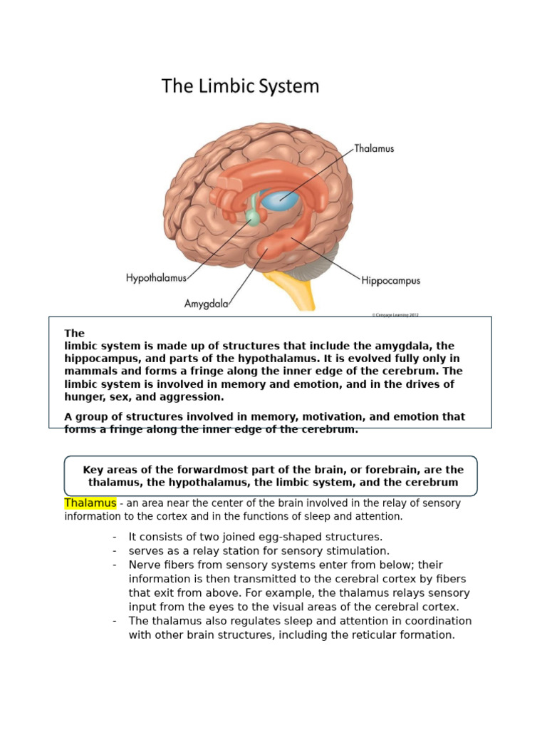 Limbic Part - ITS Presentation | PDF | Limbic System | Cerebrum