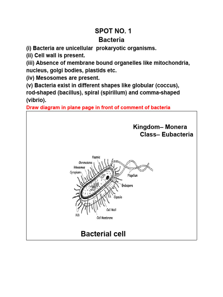 Bacteria Oscillatoria Spot | PDF