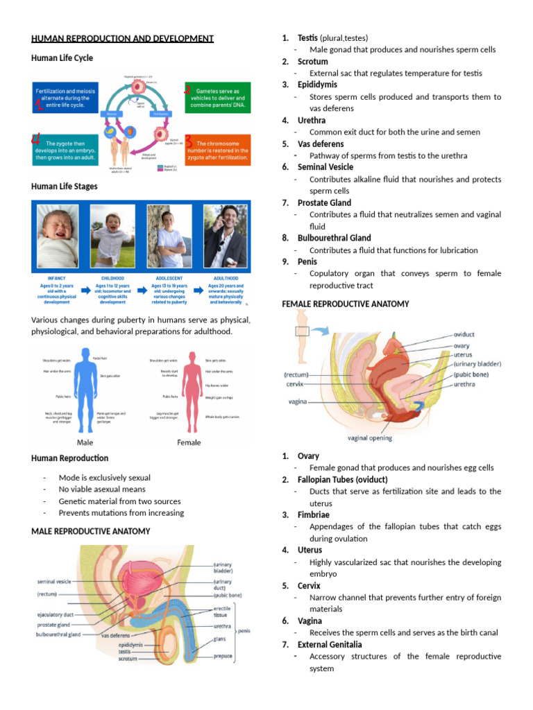 LESSON-2.2.1-HUMAN-REPRODUCTION-AND-DEVELOPMENT | PDF | Reproductive ...