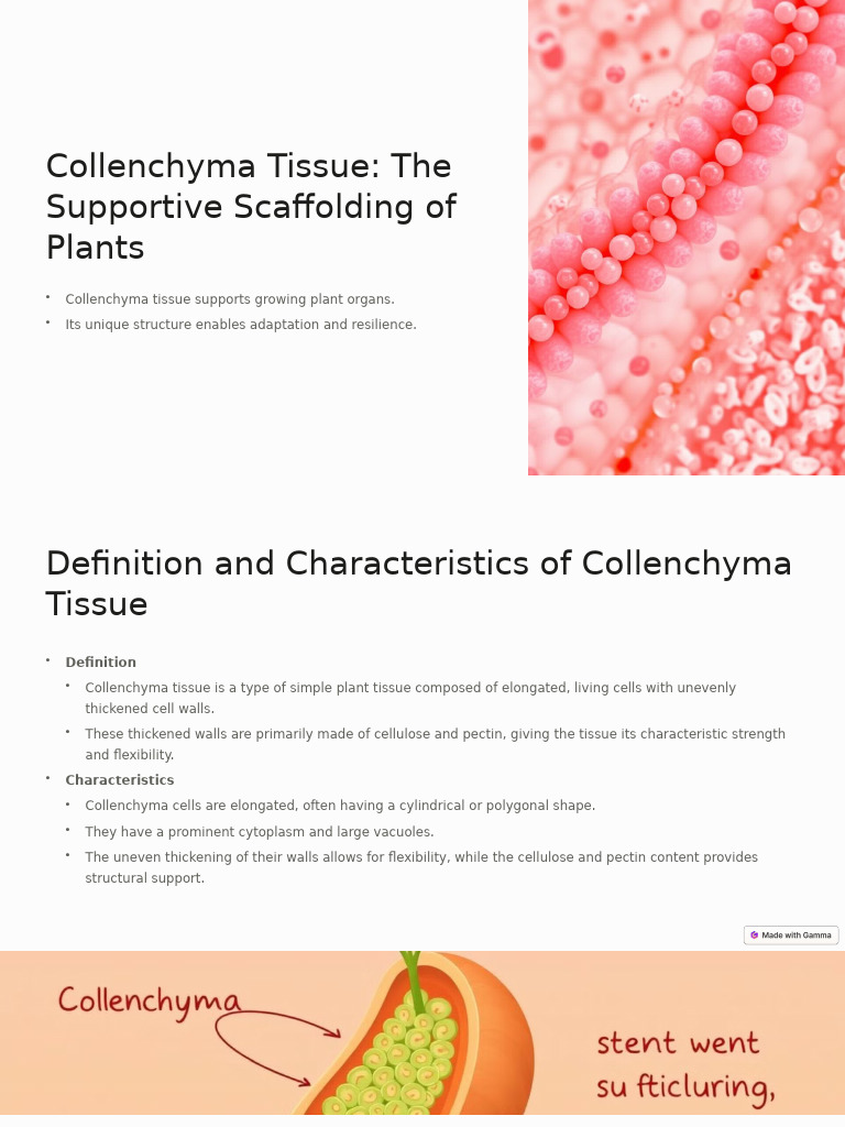 Collenchyma Tissue the Supportive Scaffolding of Plants | PDF