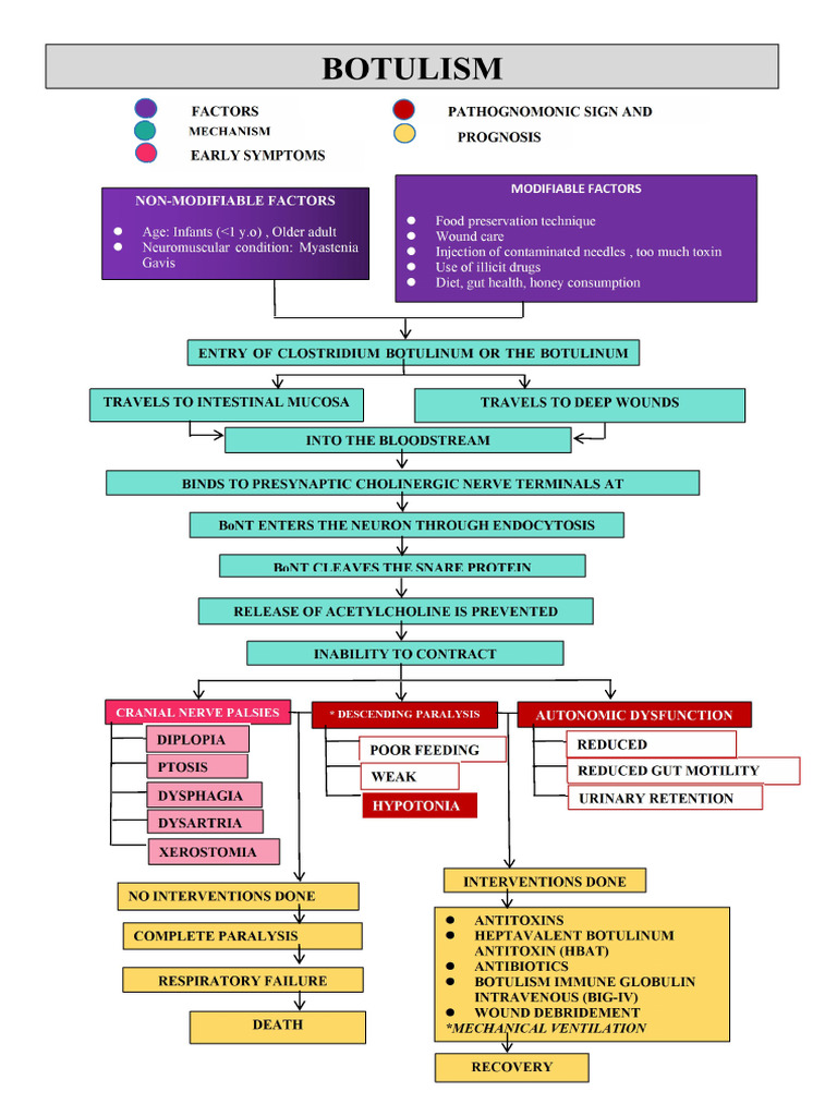 Pathophysiology of Botulism | PDF