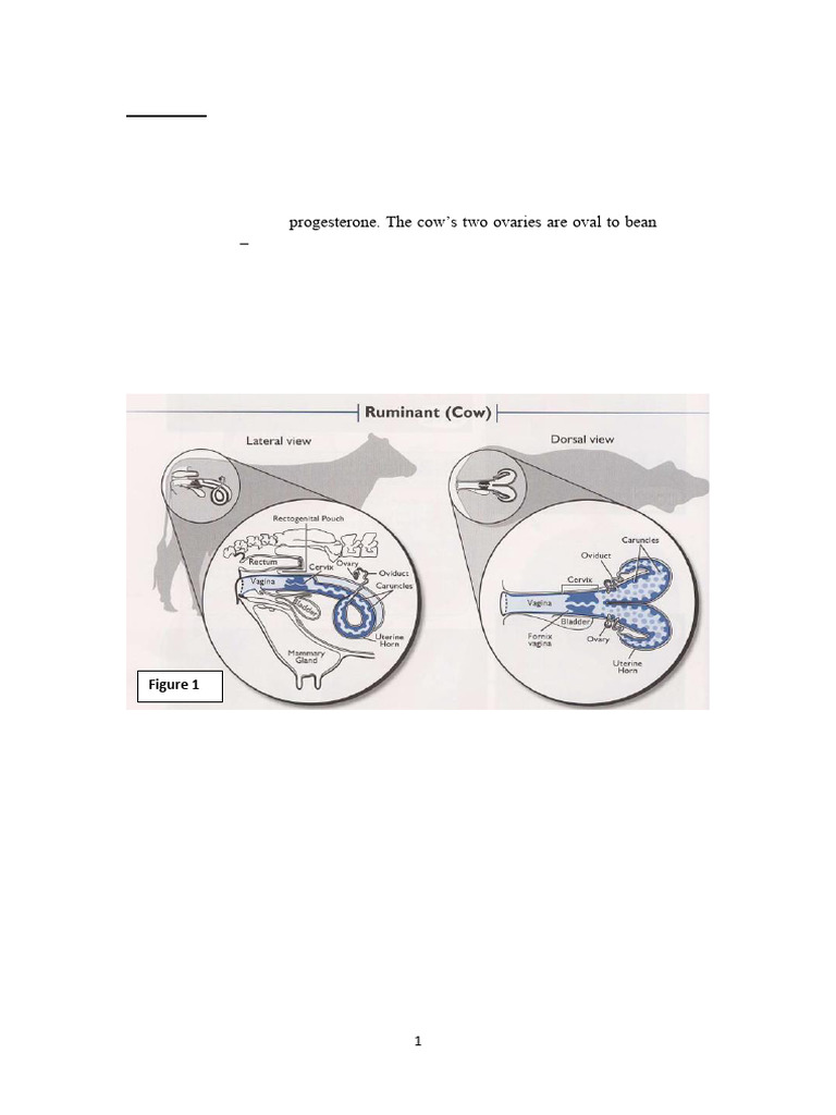 The Anatomy of Cattle Reproductive System | PDF | Luteinizing Hormone ...