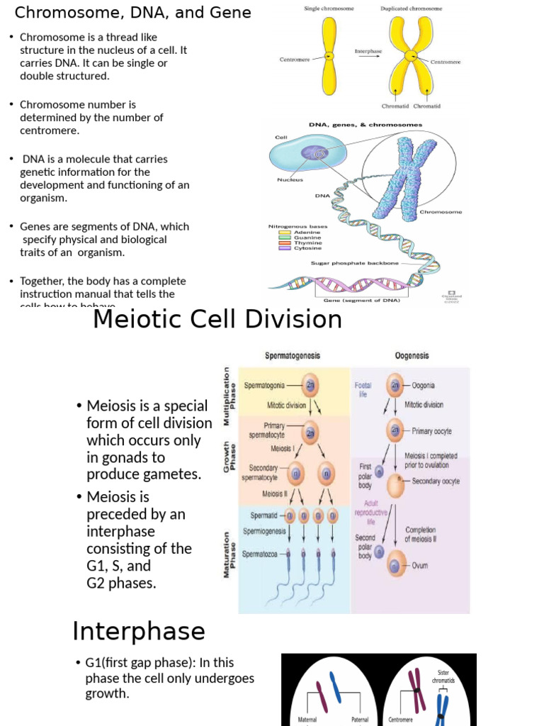 Embryology 2 | PDF | Meiosis | Mitosis