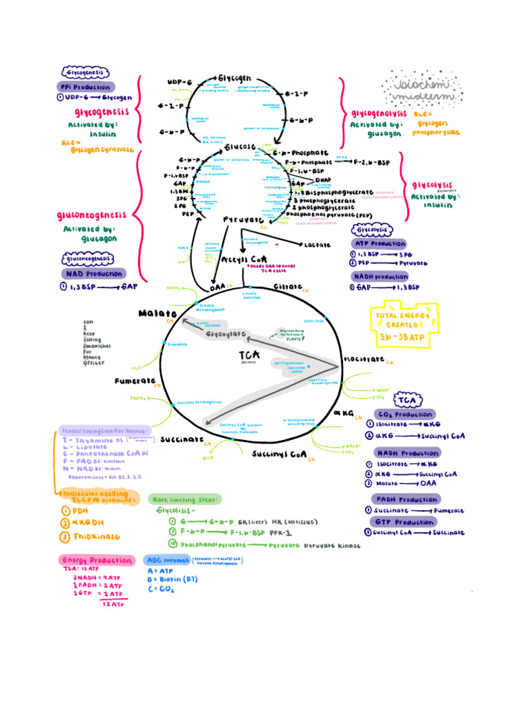 Biochem Midterm All Powerpoints Condensed | PDF | Cellular Processes ...