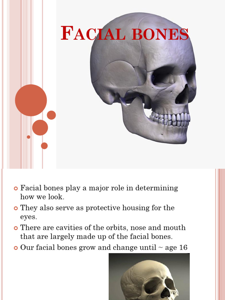 Facial Bones Radiograph PDF | PDF | Human Nose | Skull