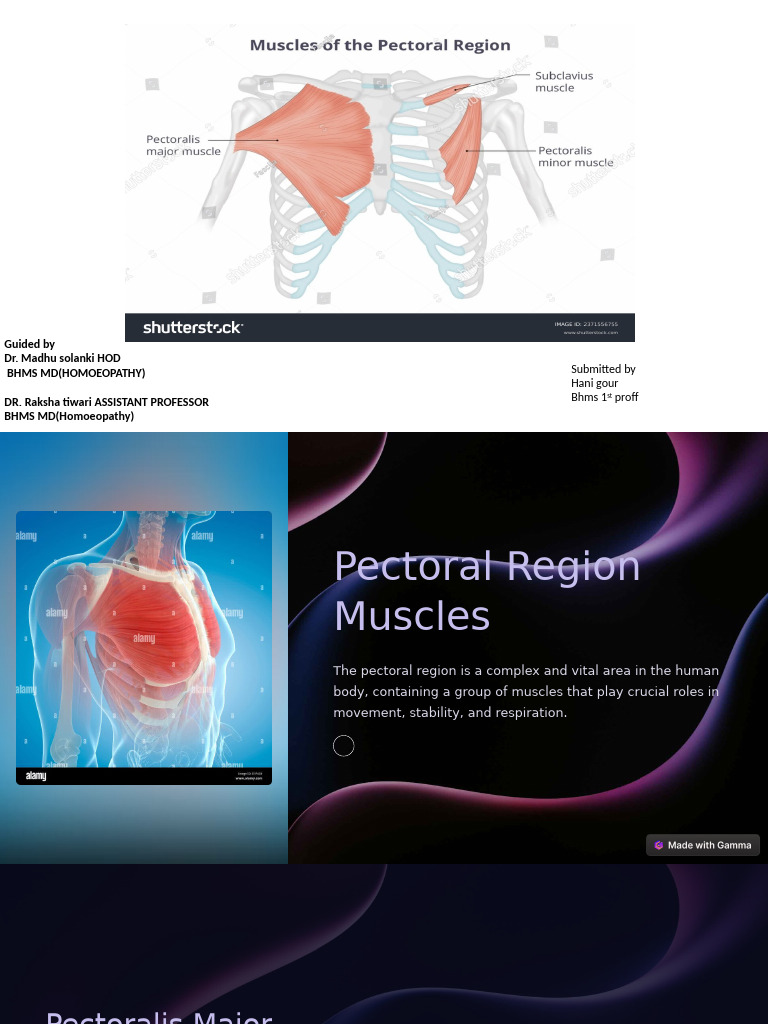 Pectoral Region Muscles | PDF | Thorax | Limbs (Anatomy)