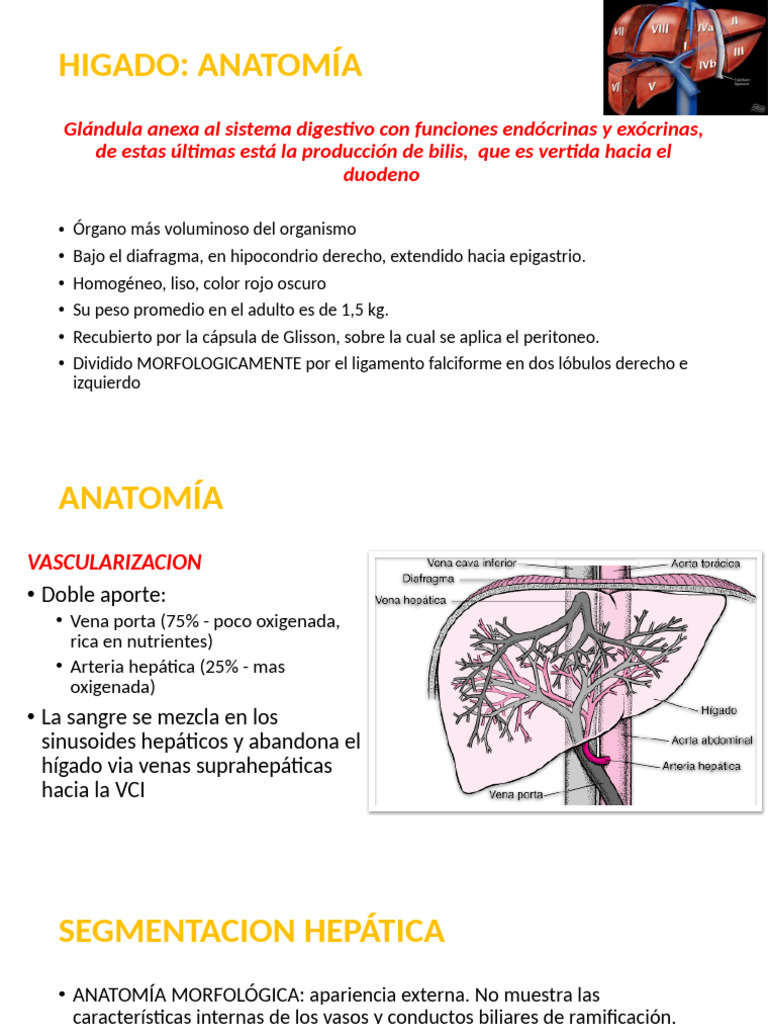 Segmentacion Hepatica Para Leer Tem Abdomen Pdf Hígado Anatomía