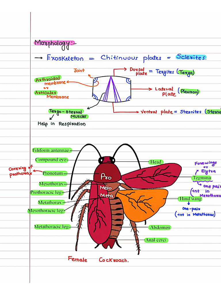Cockroach Hend Book | PDF