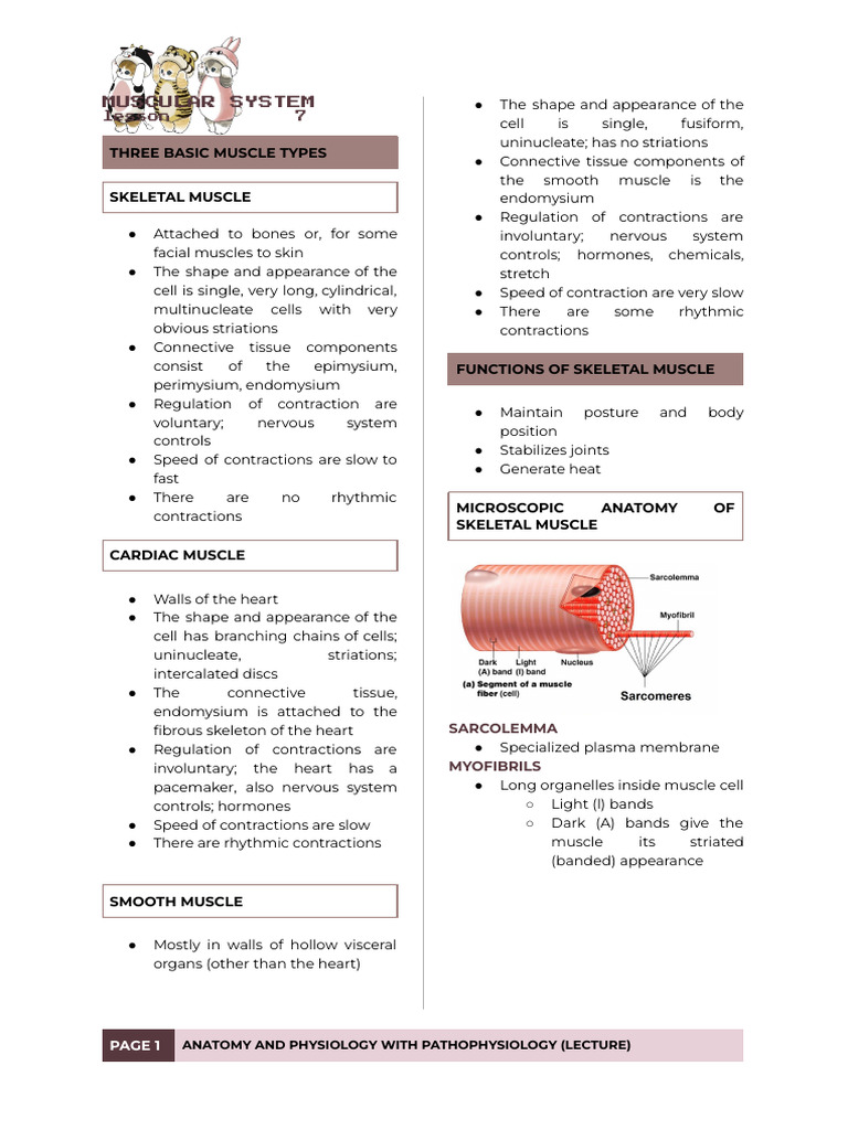 anaphy lec (muscular) | PDF | Anatomical Terms Of Motion | Muscle ...