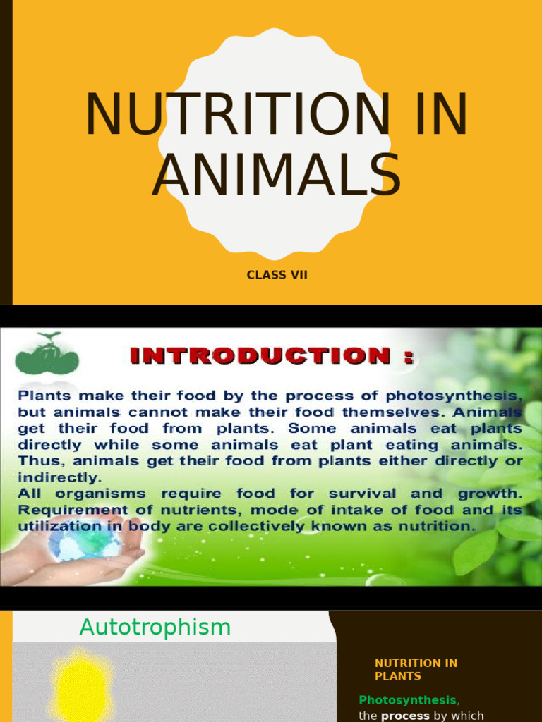 BVNC - Science - Class 7 - Ch2 - Nutrition in Animals - Presentation | PDF | Digestion | Nutrition