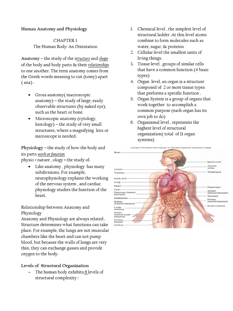 ANATOMY - Notes | PDF | Human Body | Anatomical Terms Of Location