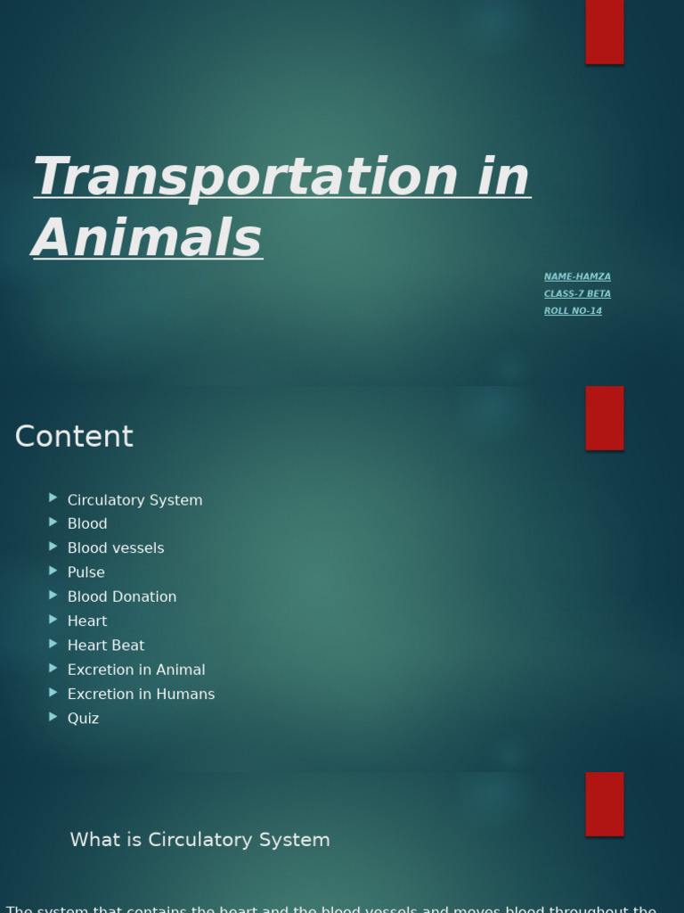 Transportation in Animals | PDF | Blood | Heart