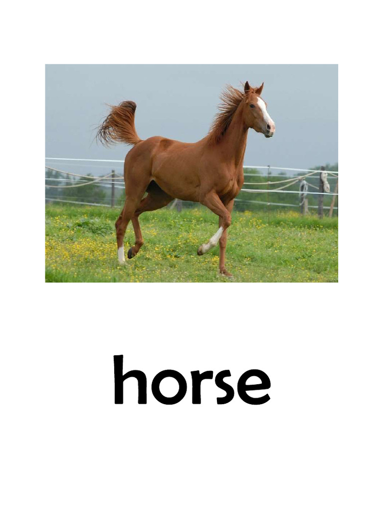 animals flash card | PDF