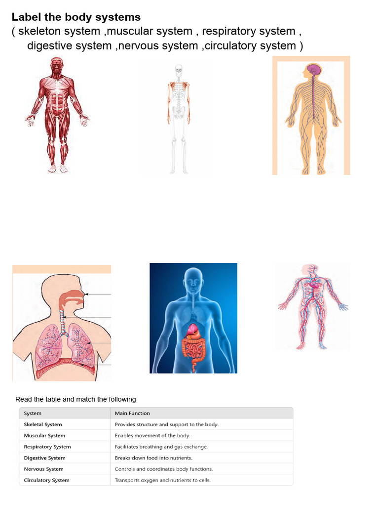 Body Systems Matching Quiz | PDF