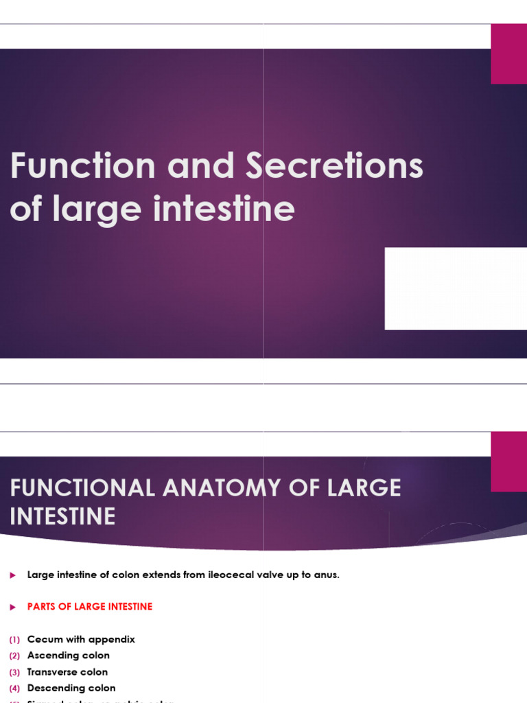 Teniae Coli: Structure and Function | PDF | Constipation | Large Intestine
