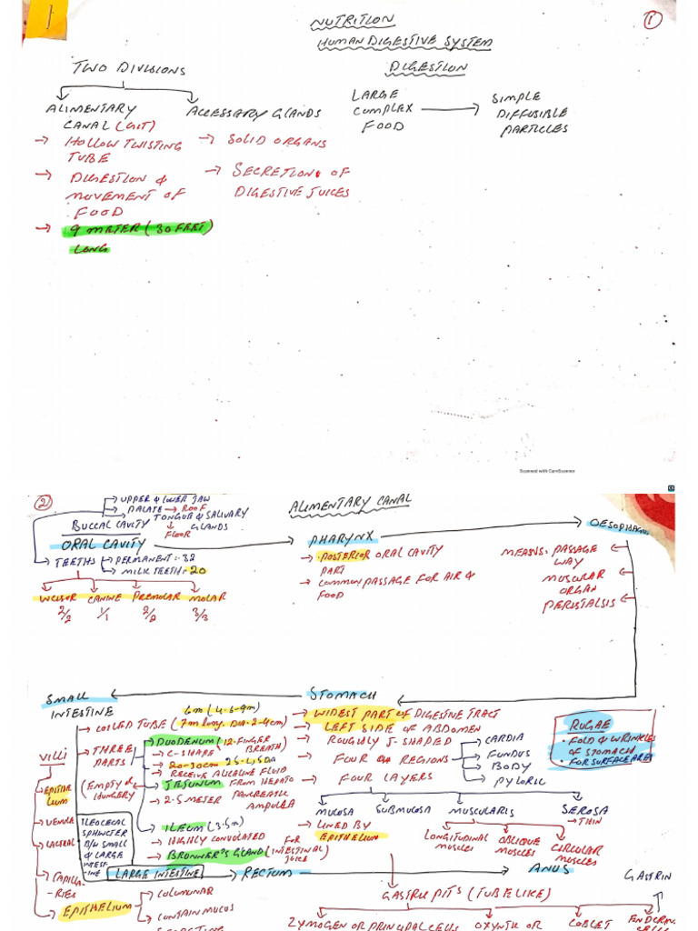 Human Digestive System | PDF
